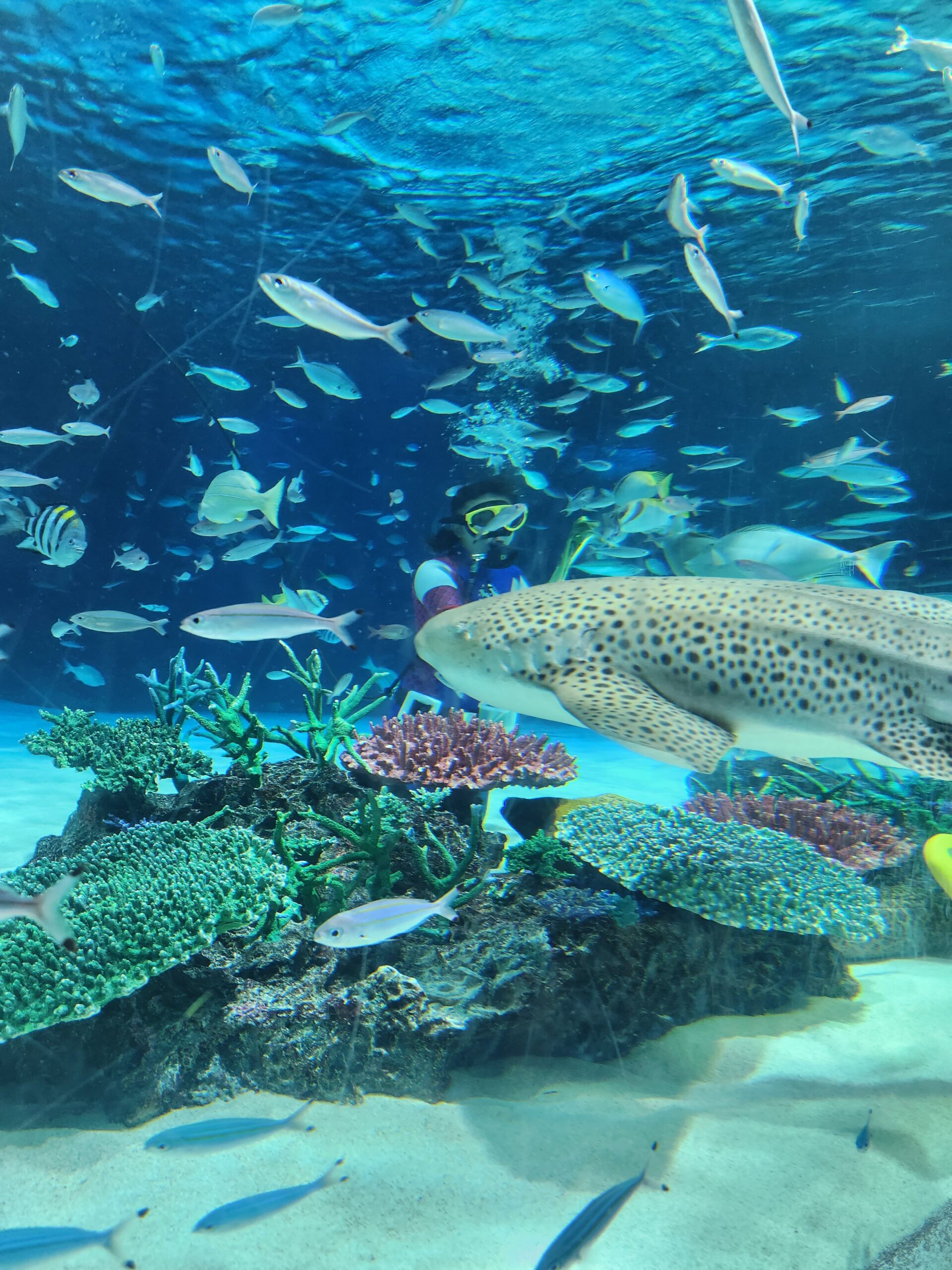 激混み池袋 サンシャイン水族館｜む～もん moody-monkey(ムーディーモンキー)