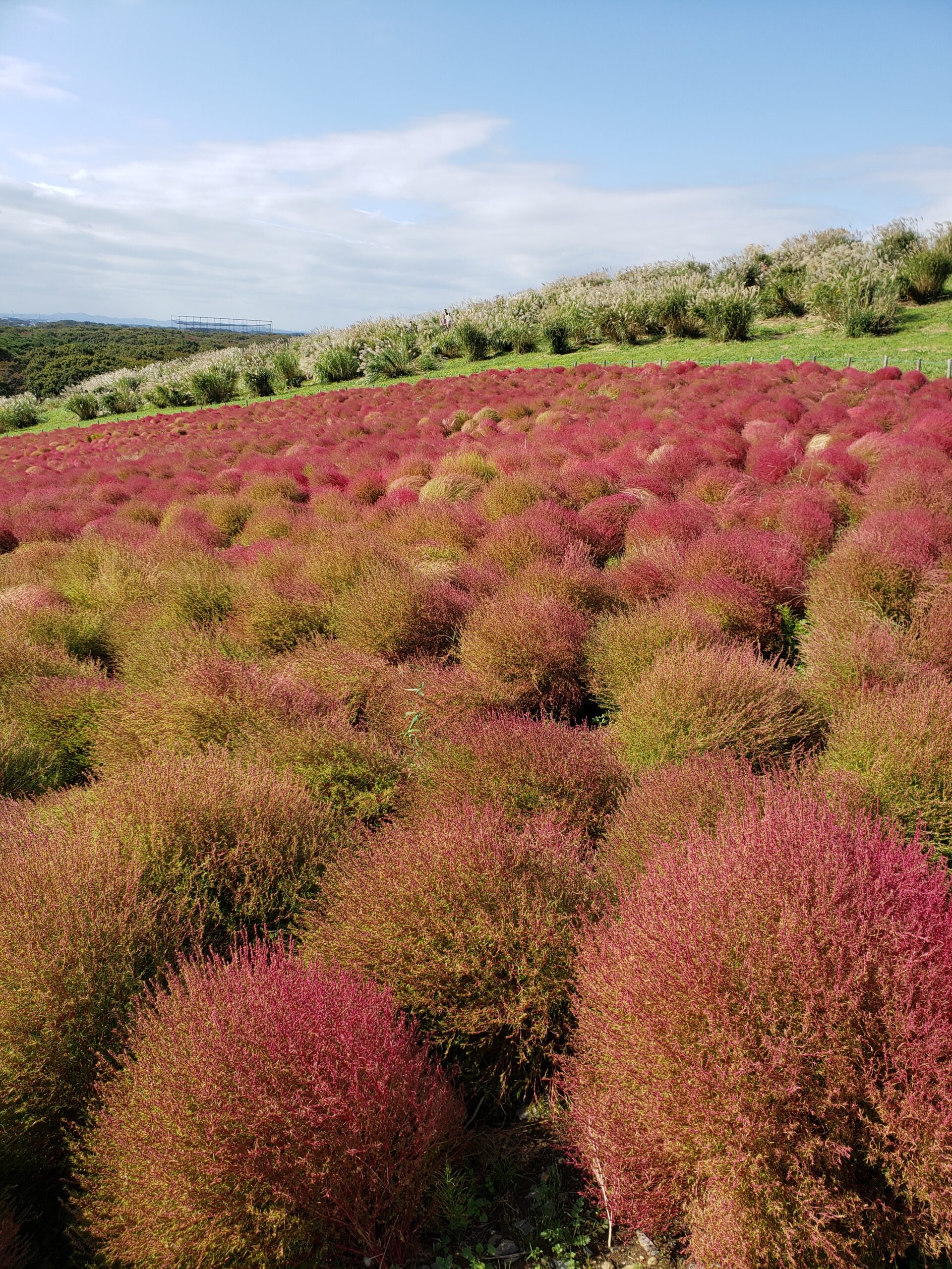 国営ひたち海浜公園 ネモフィラとコキア｜む～もん moody-monkey(ムーディーモンキー)